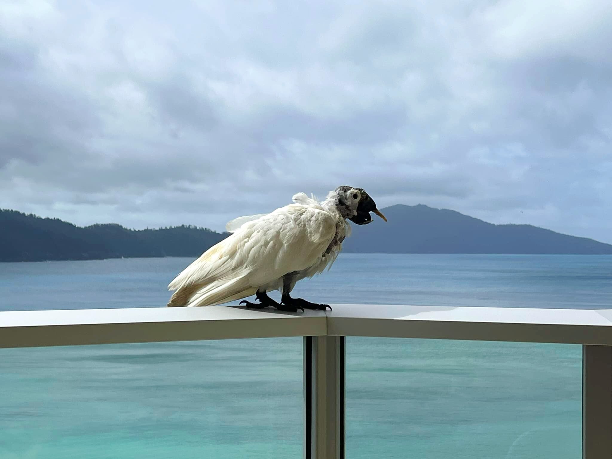 Sick cockatoo sightings spark psittacine beak and feather disease ...