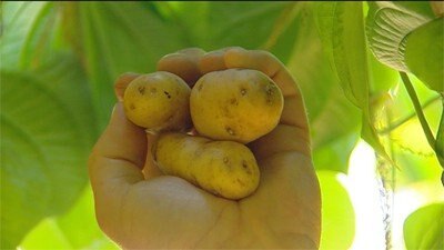 Growing Starch Staples - Gardening Australia
