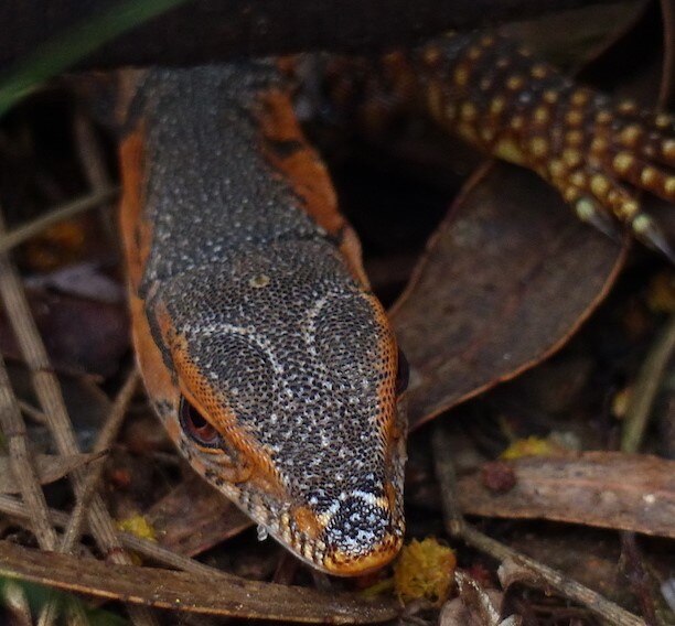 Rare giant goannas caught on camera near Canberra's CBD - ABC News