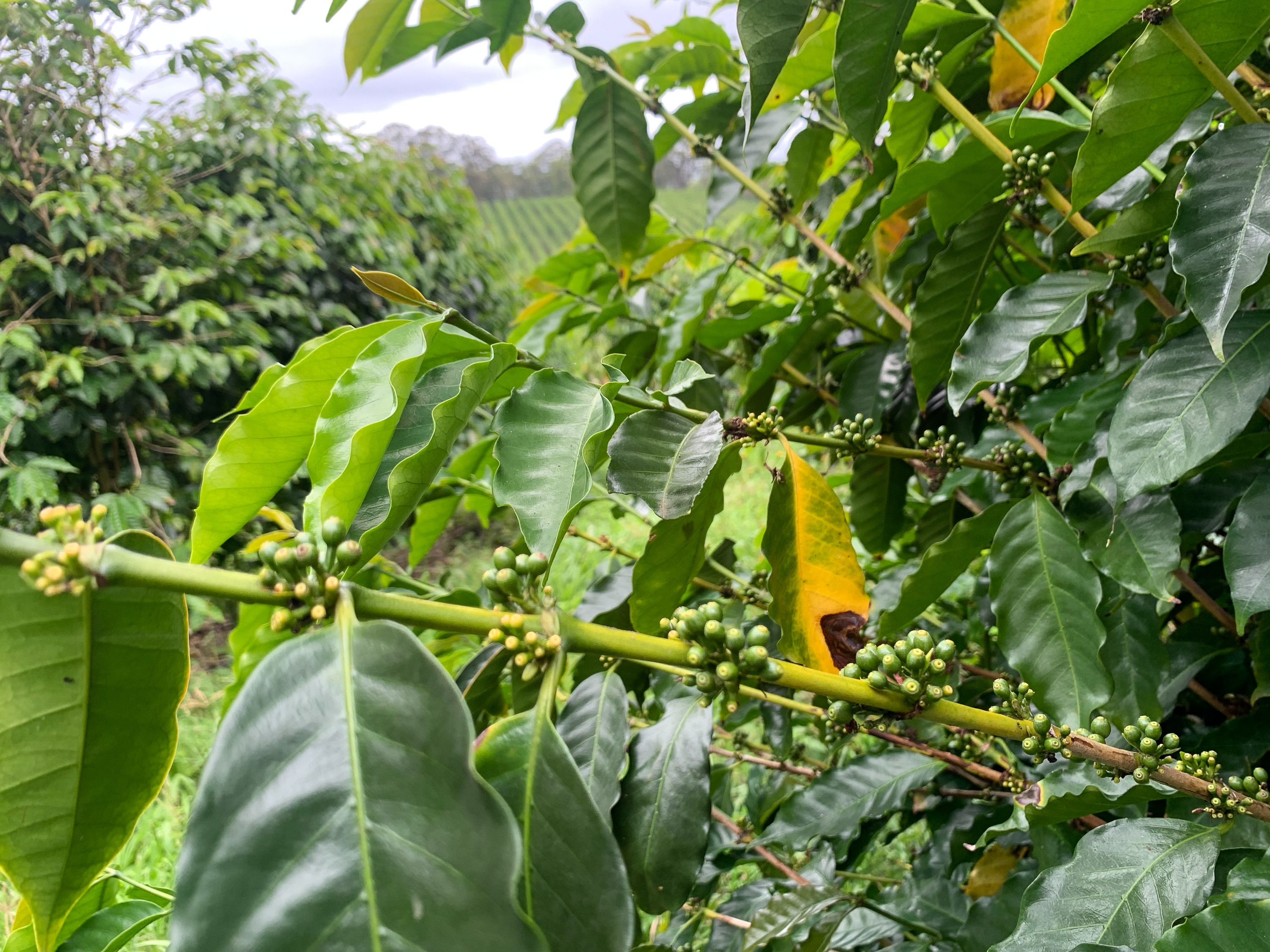 Australia's top coffee crop grown and roasted in hills above Nimbin ...