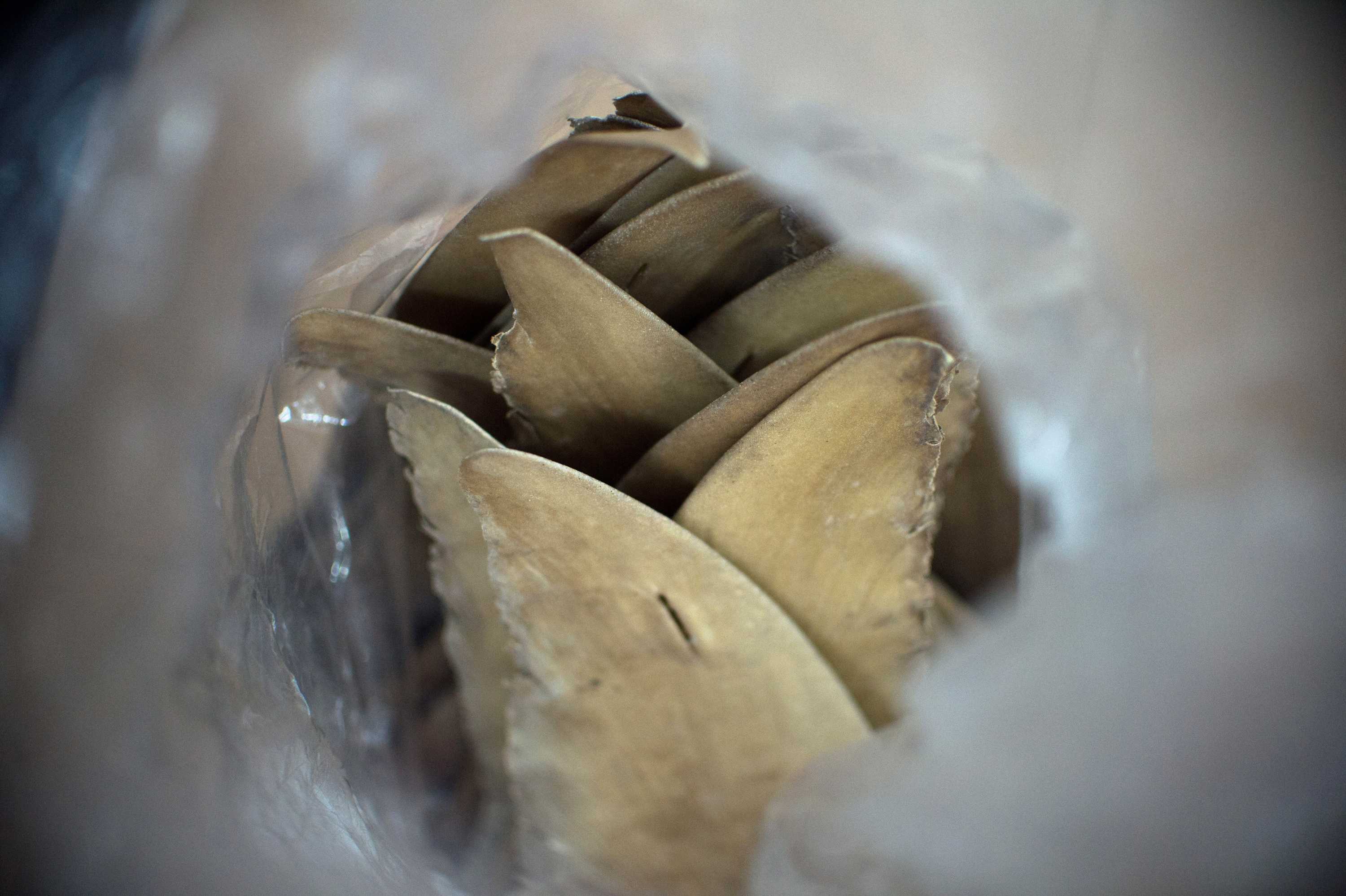 How involved is Australia in the global shark fin trade? - ABC listen