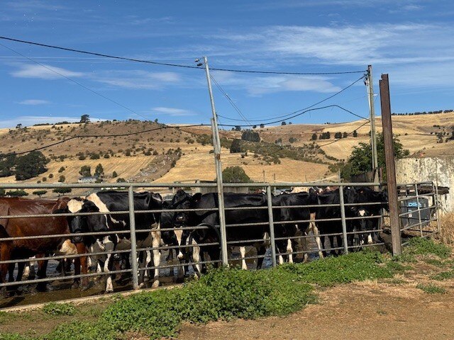 Keeping the cows cool on a very hot day - ABC listen
