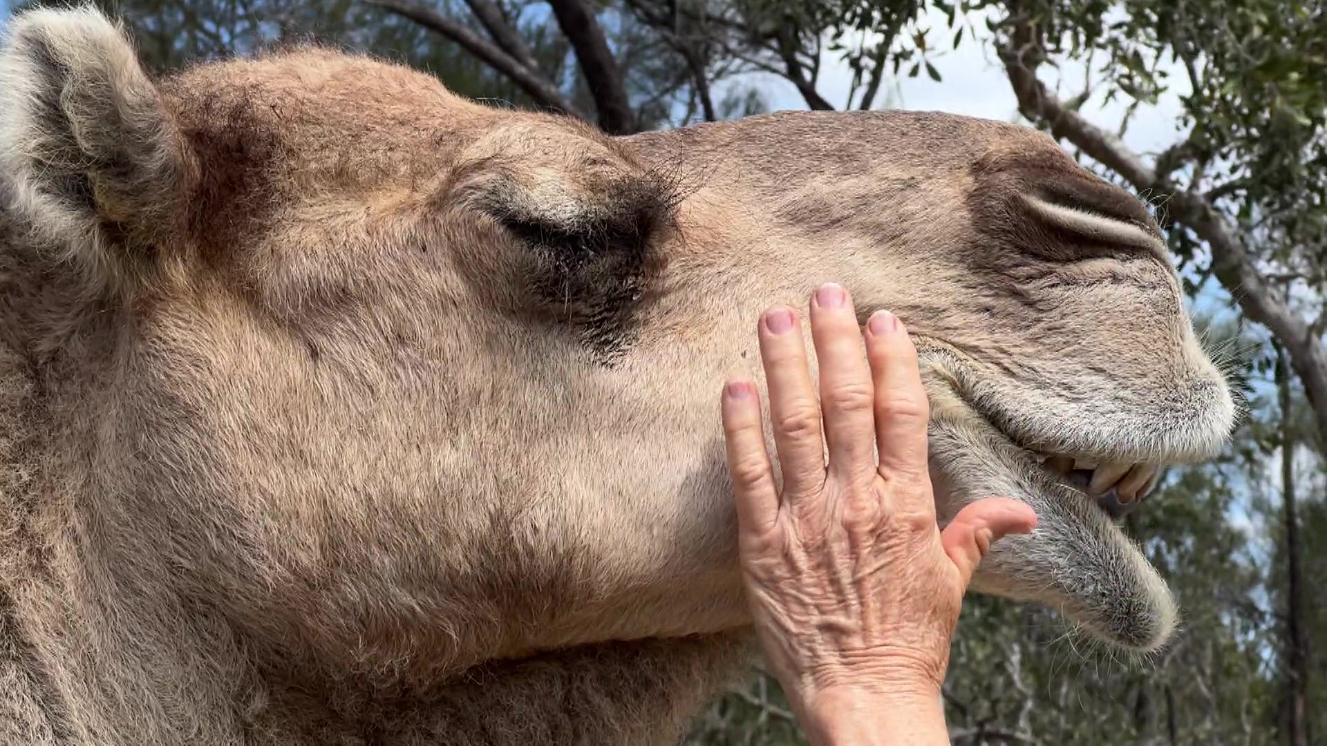 Great Australian Camel Race reunion keeps memories of gruelling outback ...