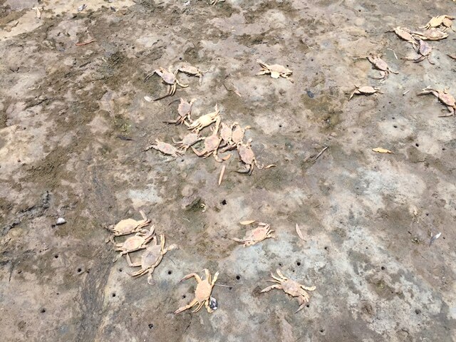 Hundreds of fish, crabs die after extreme Queensland weather - ABC News