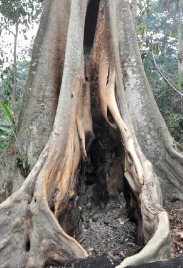 Scientists say bats inhabiting a hollow tree in Guinea most likely ...