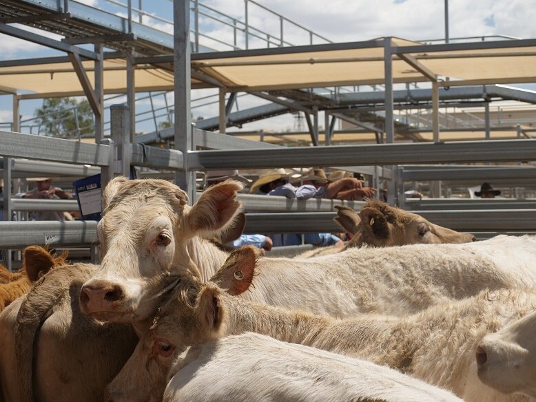 Roma Saleyards celebrate 50 years of cattle sales and look to the ...