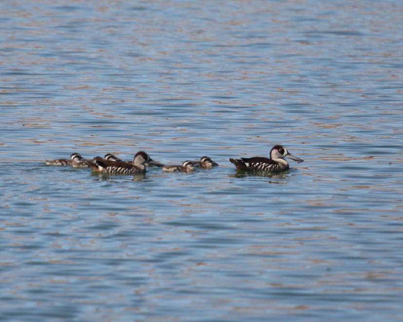BIG BACKYARD: Pink-eared ducks dressed like zebras - ABC listen
