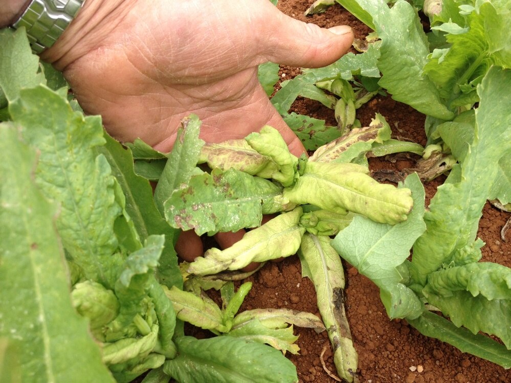 Research breakthrough in combating virulent fungal disease that wiped ...