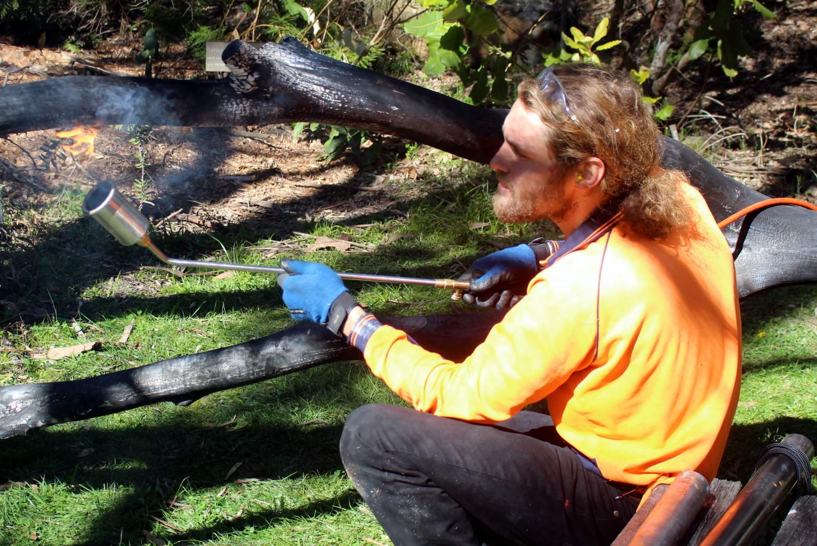 Charring party to ready timber for botanic gardens' new treehouse - ABC ...