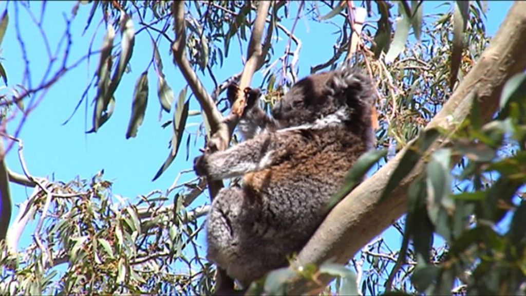 Scientific questions simmer over koala plot data - ABC News