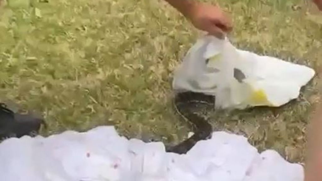 Carpet python captured after biting man and his two dogs. - ABC News
