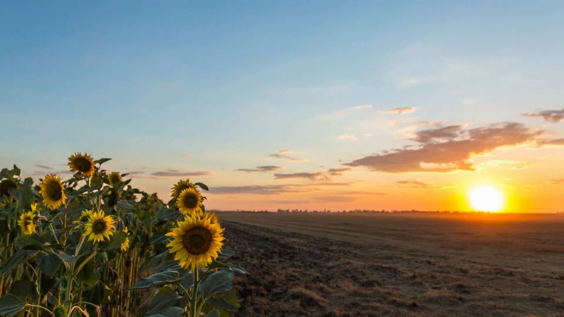 Sustainability and Nature - ABC Kids