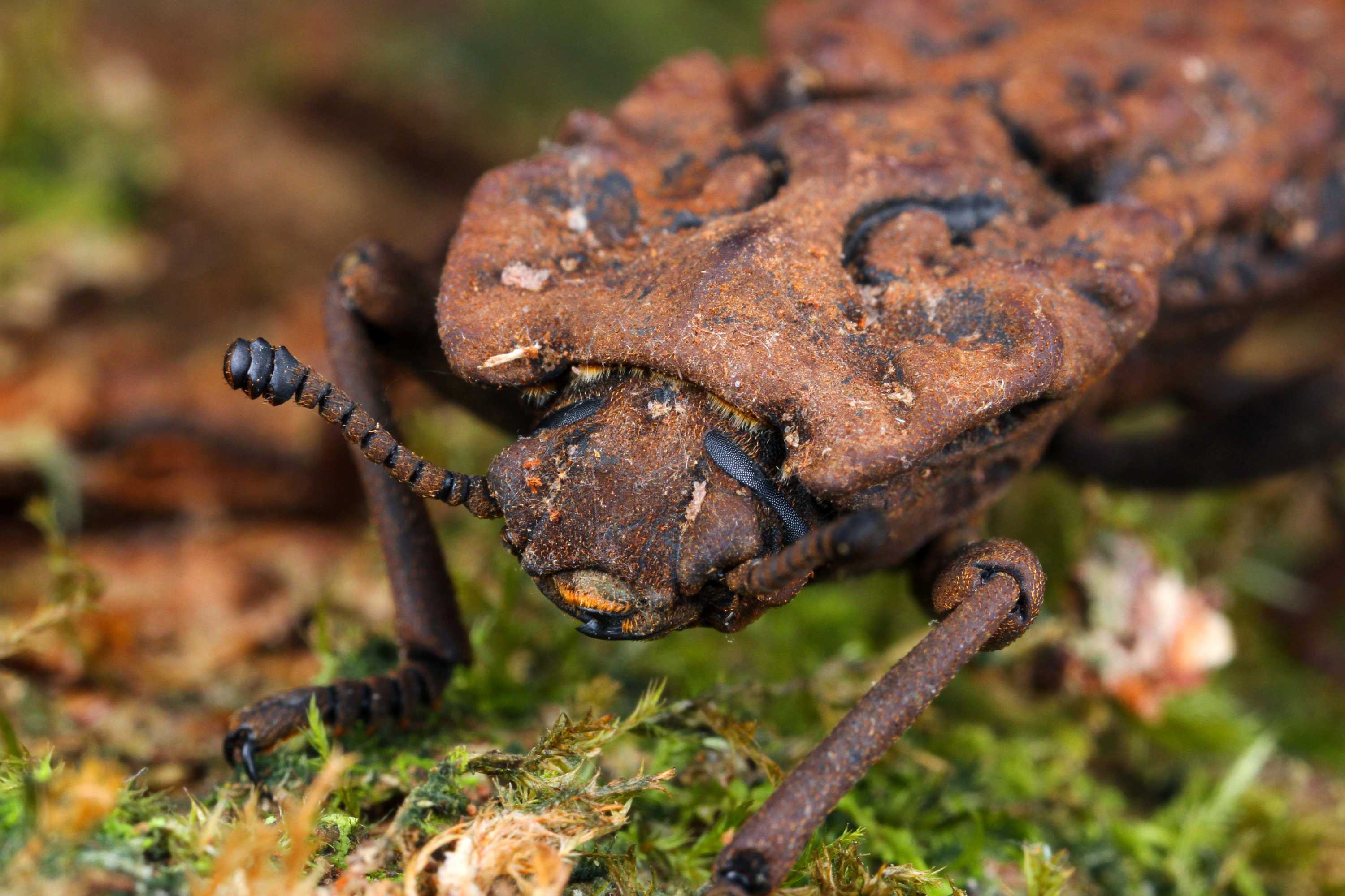 Sunshine Coast insects are a man's best friend for Melbourne ...