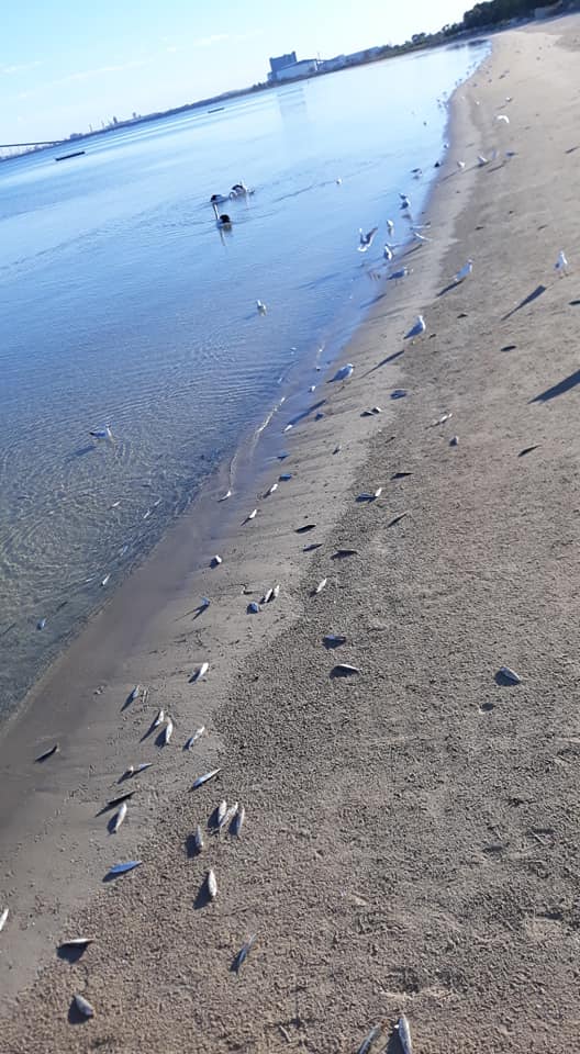 Mass fish deaths at Rockingham beach site a mystery as other fish ...