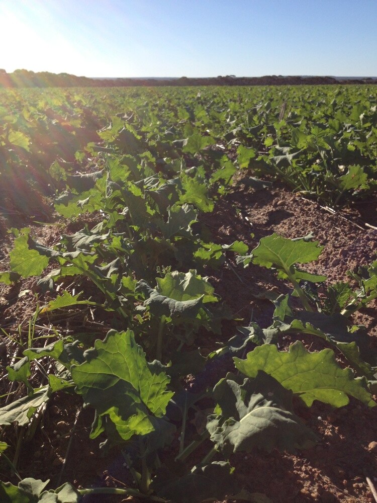 CSIRO confirms frosts are occurring later in WA - ABC News
