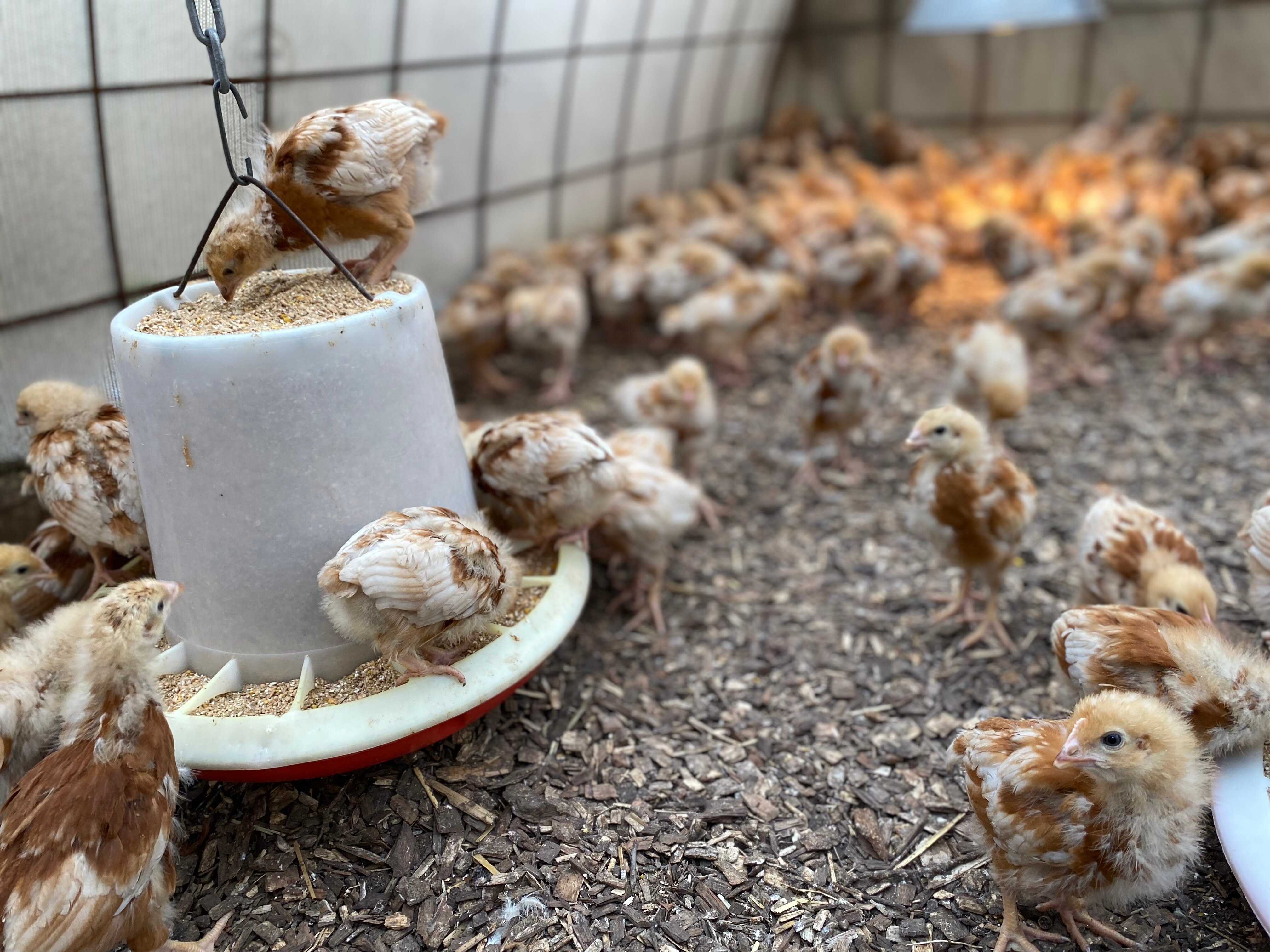 Tasmanian schoolboy builds successful chicken farm from backyard - ABC News