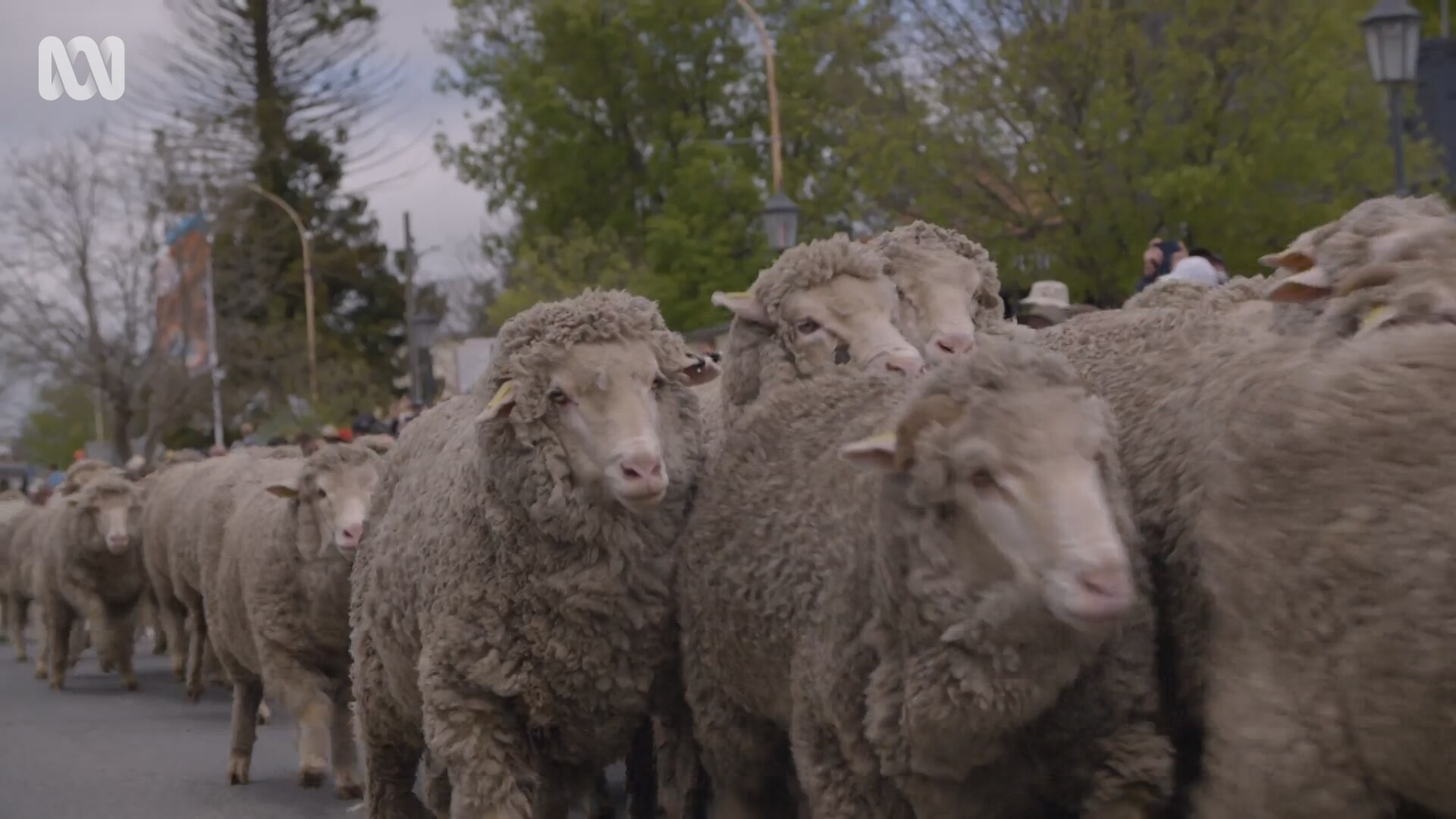 Boorowa Irish Woolfest - ABC News