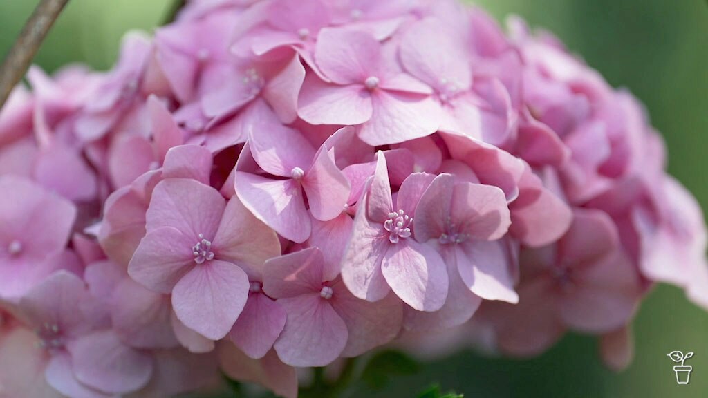 Plant Profile | Hydrangea - Gardening Australia