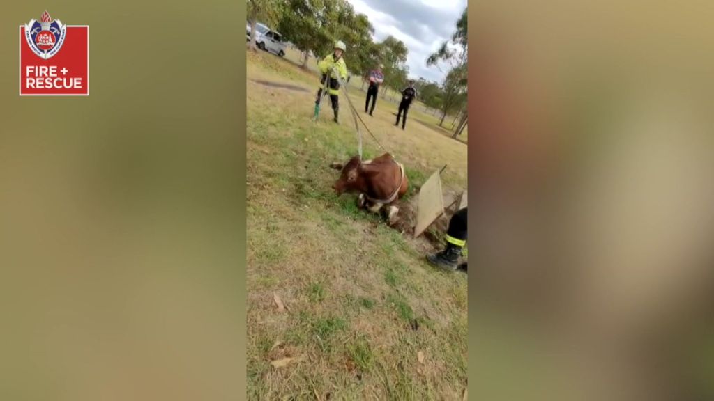 Firefighters rescue lost cow twice - ABC News