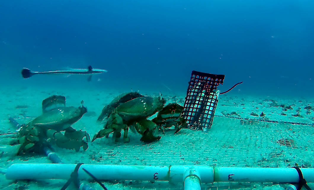 Queensland spanner crabs targeted by mantis shrimp and shark rays ...