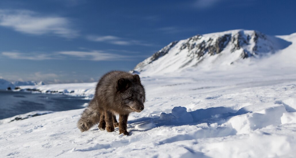 Arctic fox sets new record after walking from Norway to Canada in 76 ...