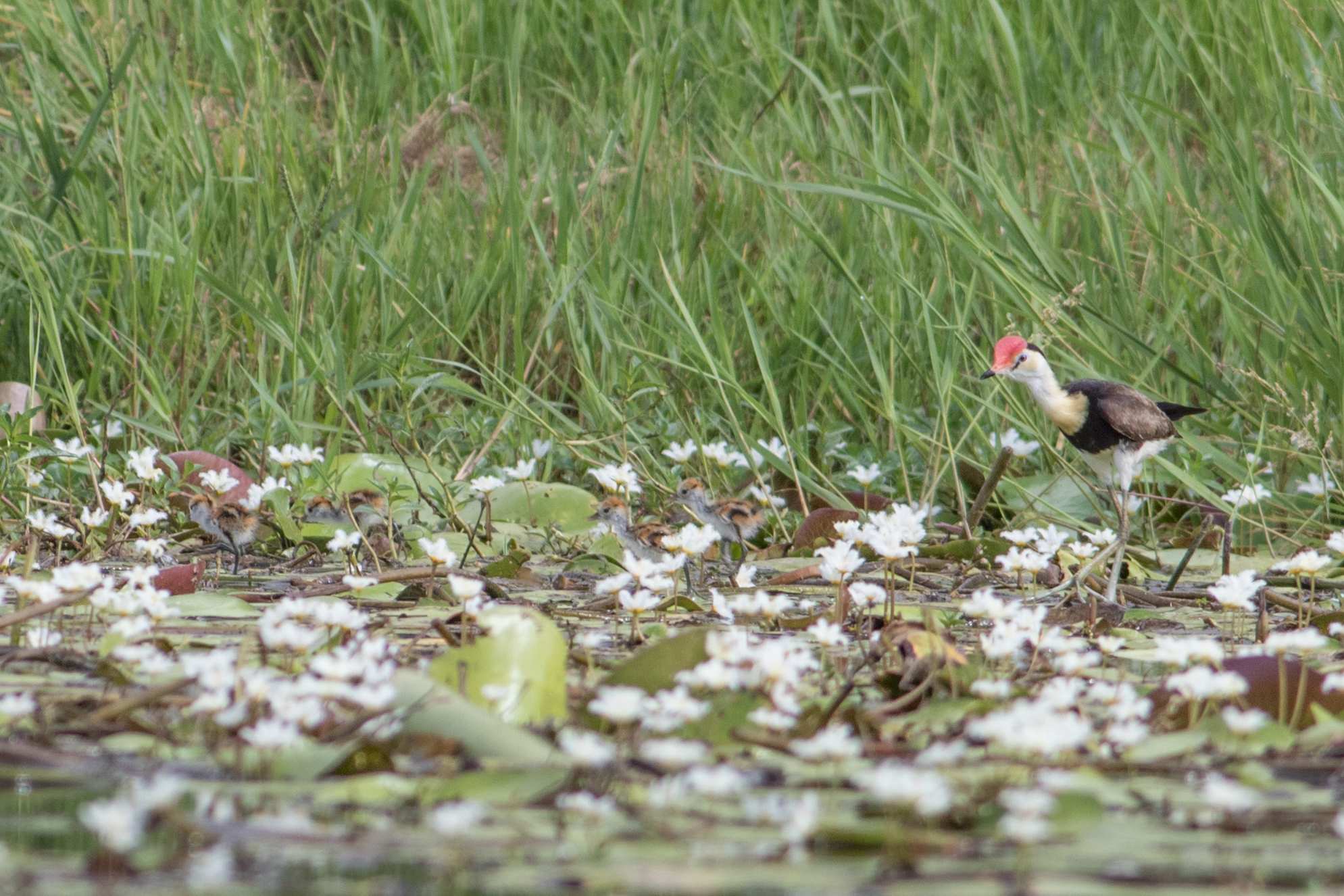 Comb-crested jacana waterbird carrying chicks to safety captured in ...