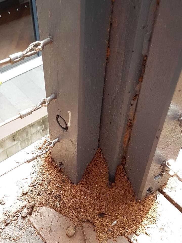 Timber-loving pests are on the move. So what are borers? And how can ...