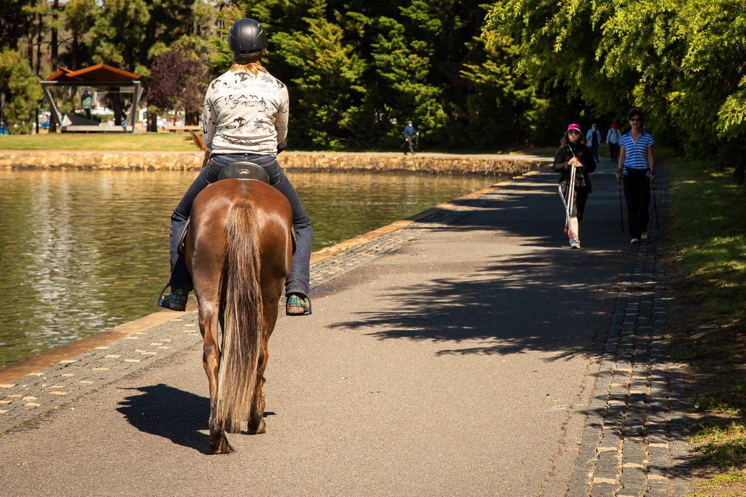 Brumby challenge harnesses trainer passion to reduce wild horse numbers ...