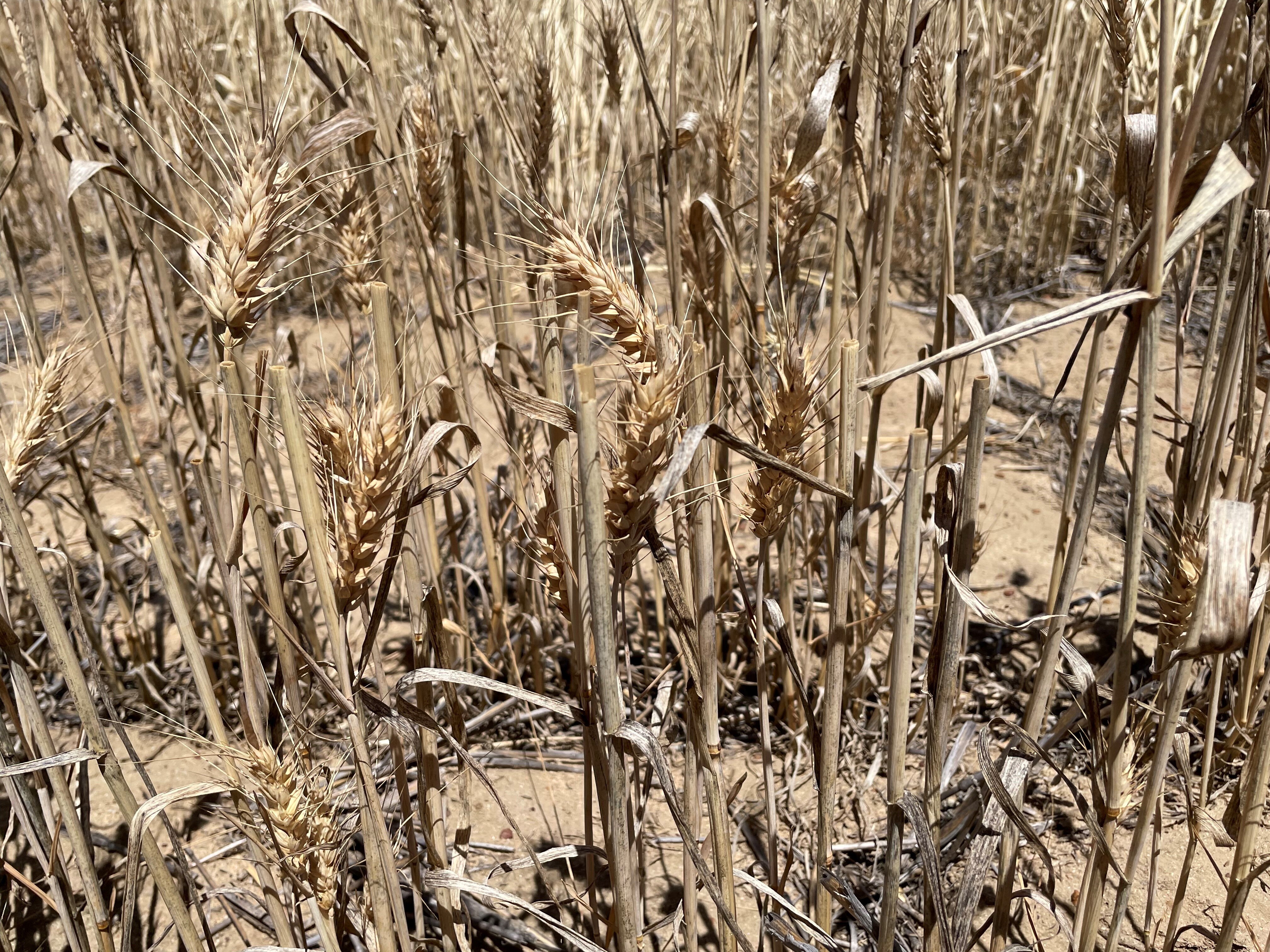 Frost damaged wheat makes unexpected recovery in Western Australia ...