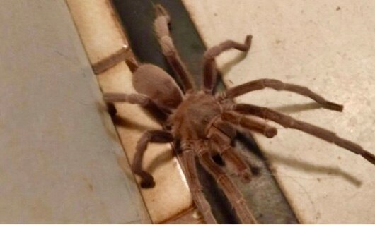 Australian desert tarantula 'lost' in outback Northern Territory dunny ...