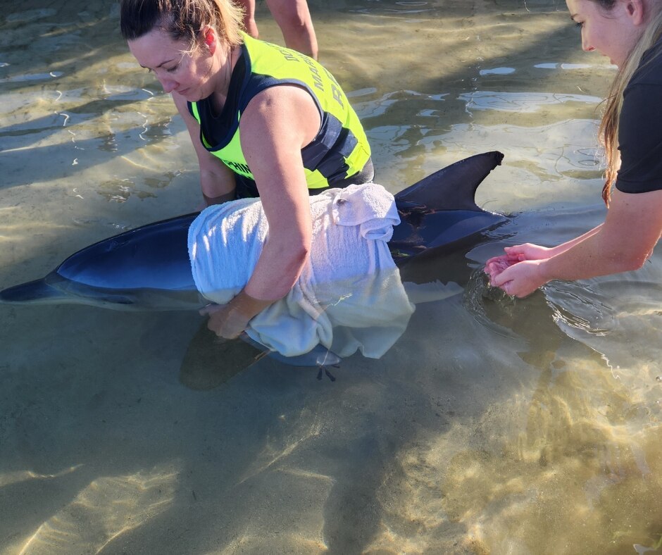Stranded dolphin rescued from Coffs Harbour Marina by wildlife groups - ABC News