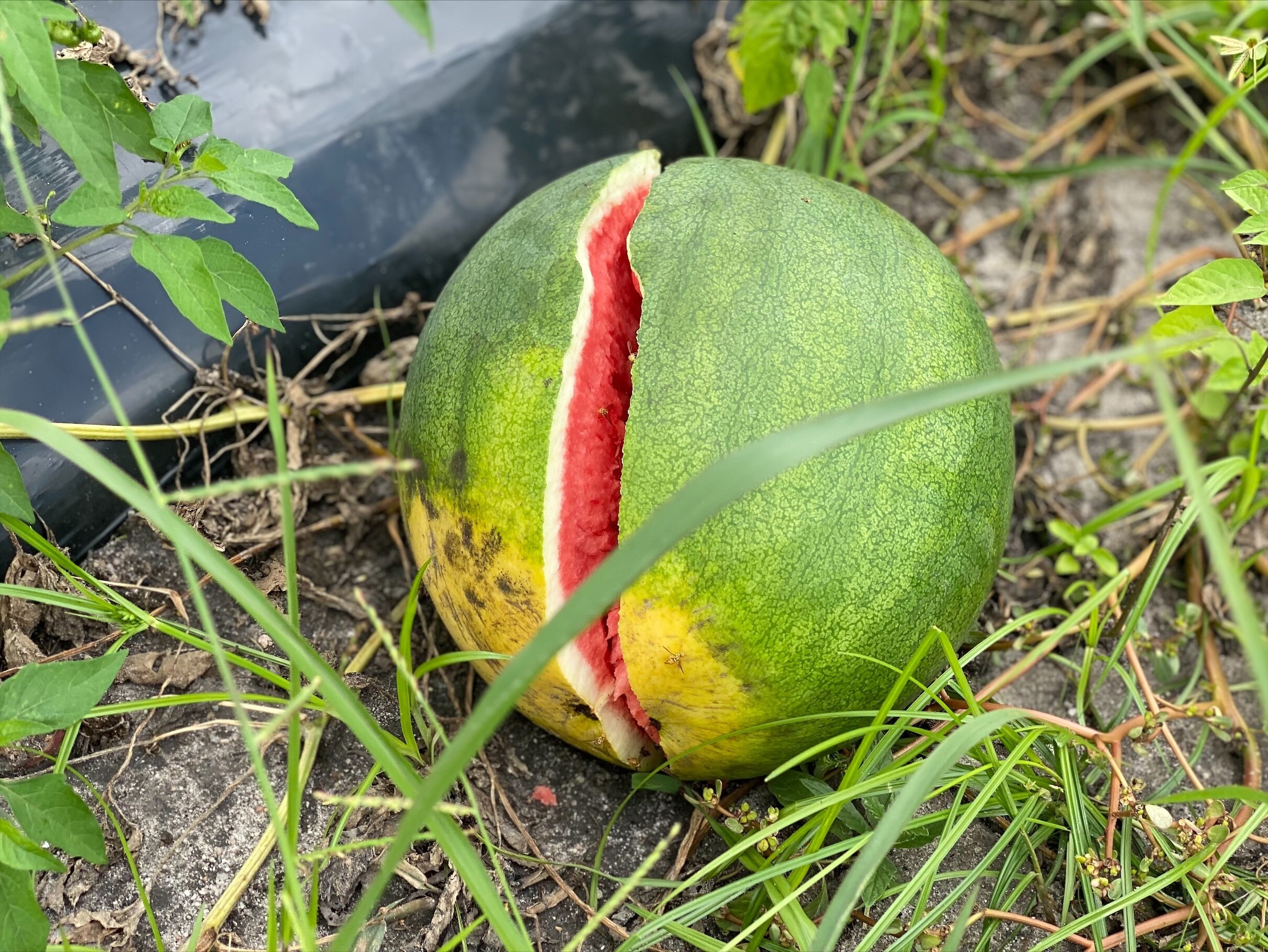 Watermelon, chilli prices set to rise after torrential rain destroys up ...