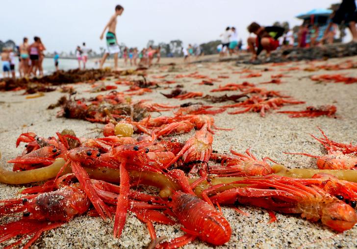 Red tuna crabs carpet Southern California beaches - ABC News
