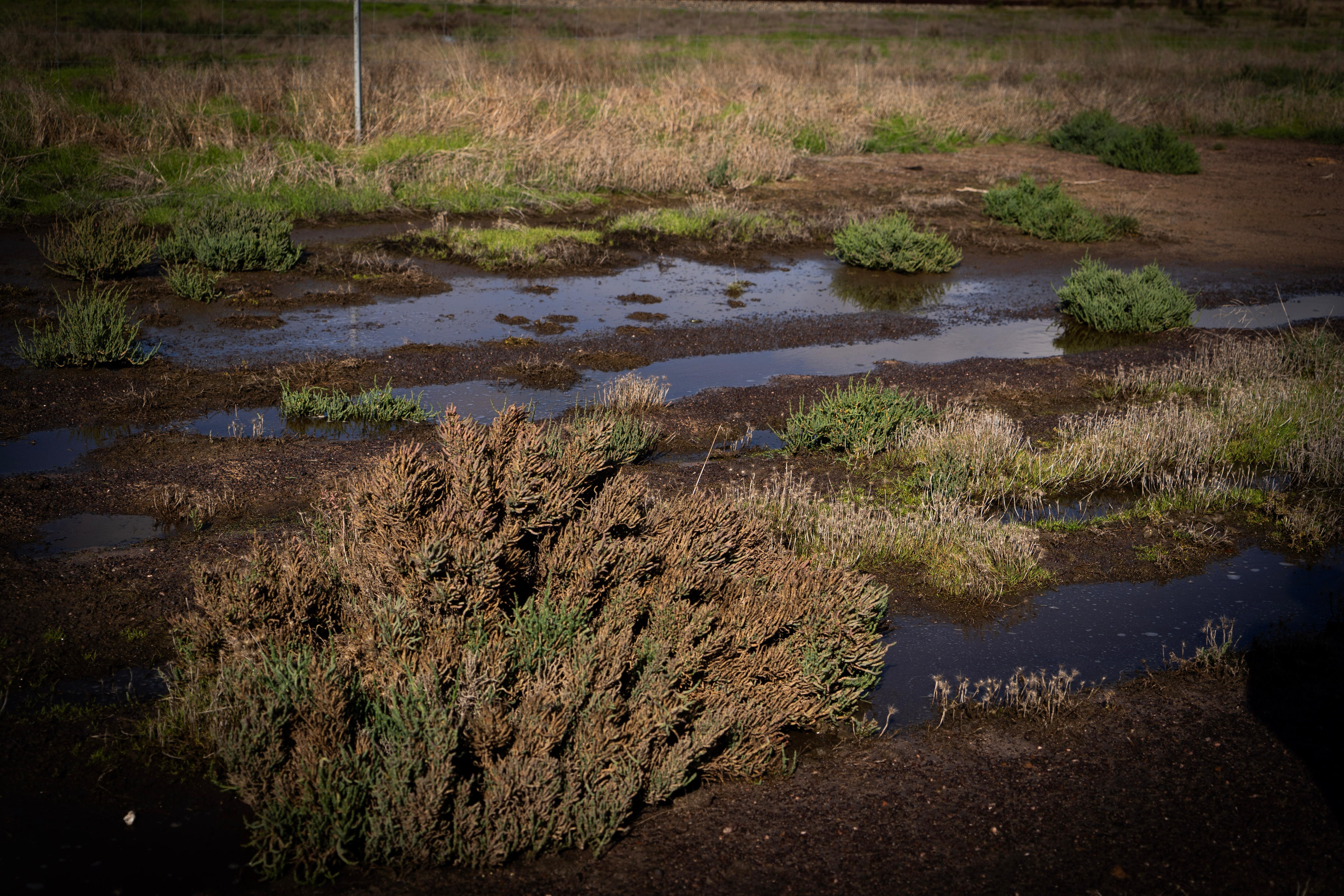 Farmers defying dryland salinity crisis with salt-tolerant vegetables ...