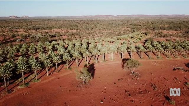 Landline: Australian dates in a global market - ABC Education