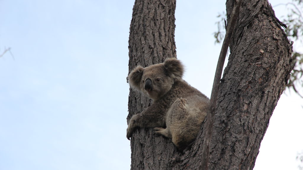 Koala rescued in Appin after being hit by car - ABC News