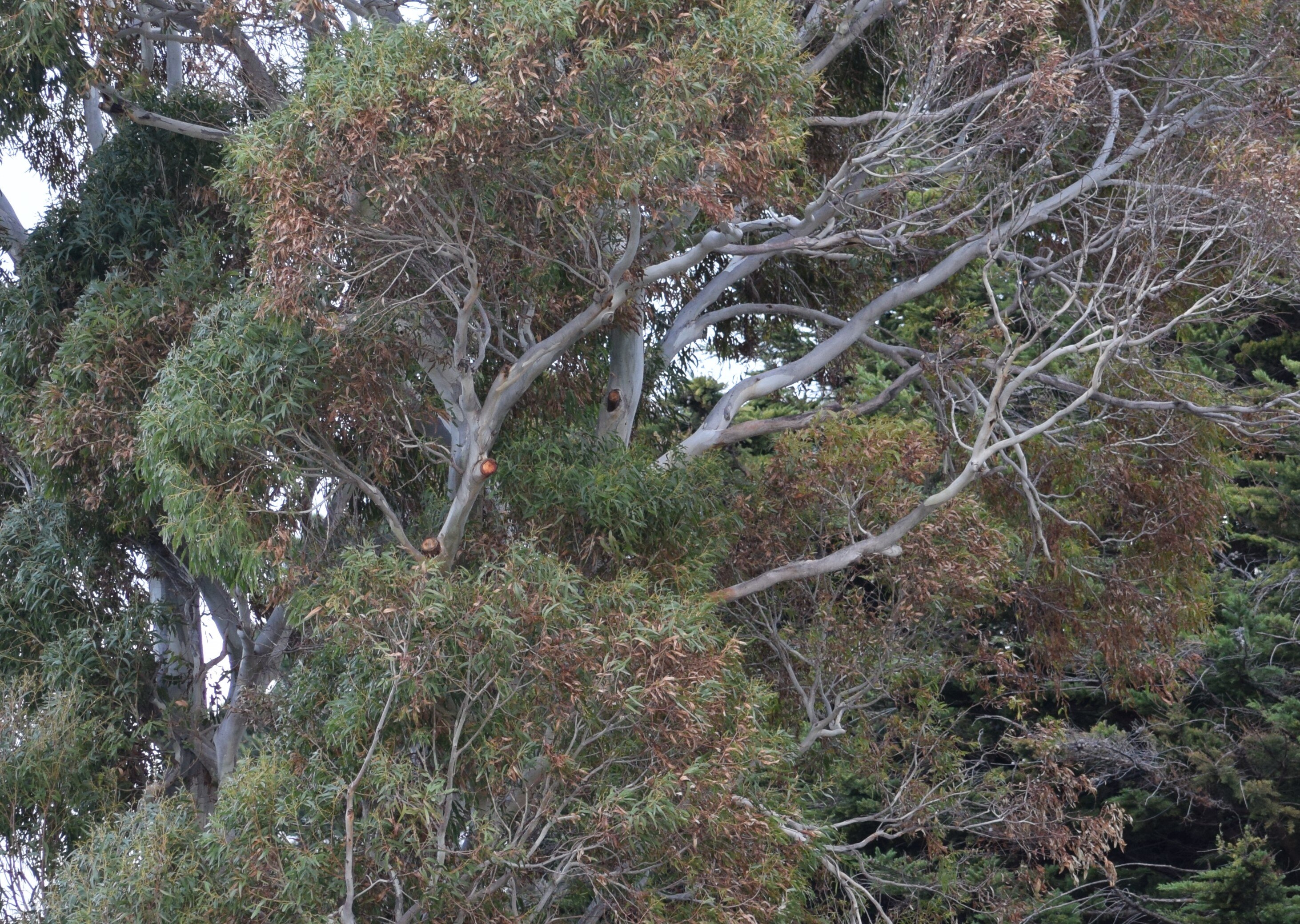 Can you spot a tree under stress? Two experts share signs to look out ...