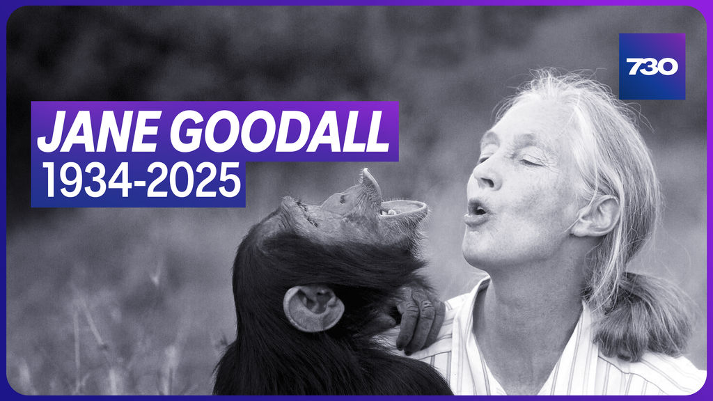 What is the likelihood of Erin Patterson appealing? - ABC News