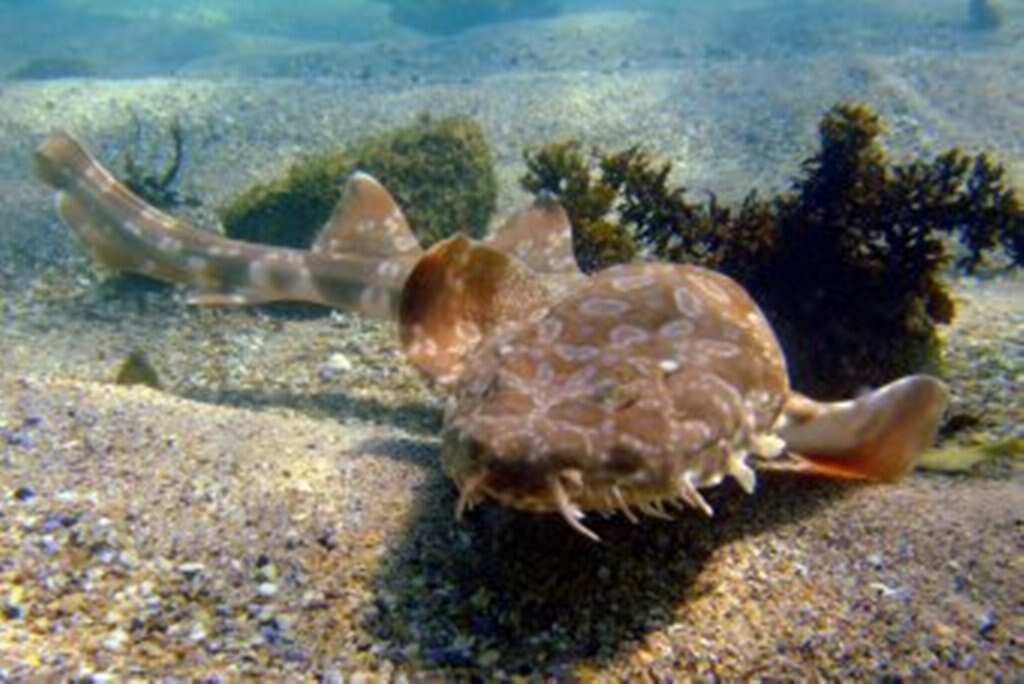 Wobbegong shark bites boys snorkelling at WA beach - ABC News