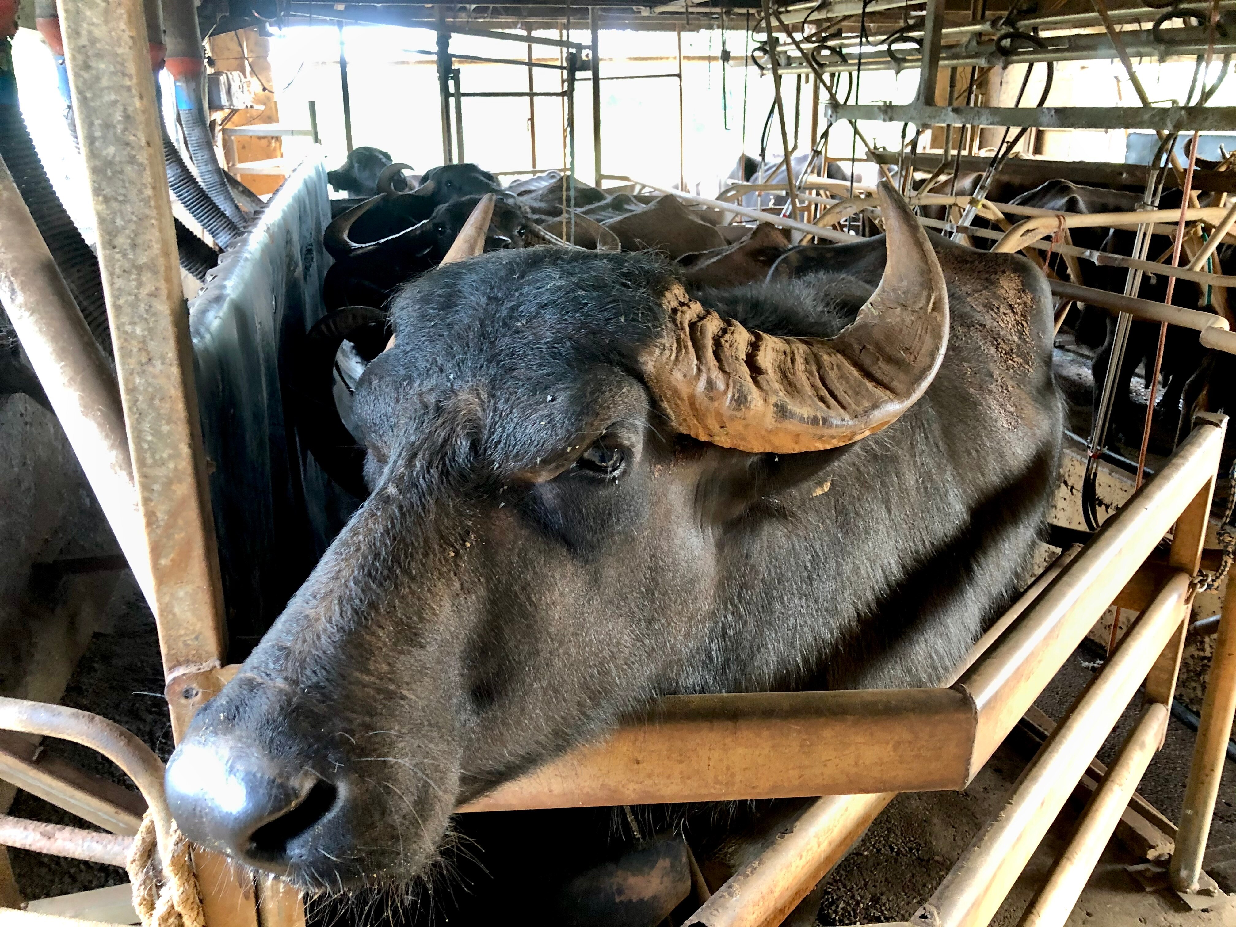 Buffalo milk and meat a healthy, versatile alternative, says pioneering ...