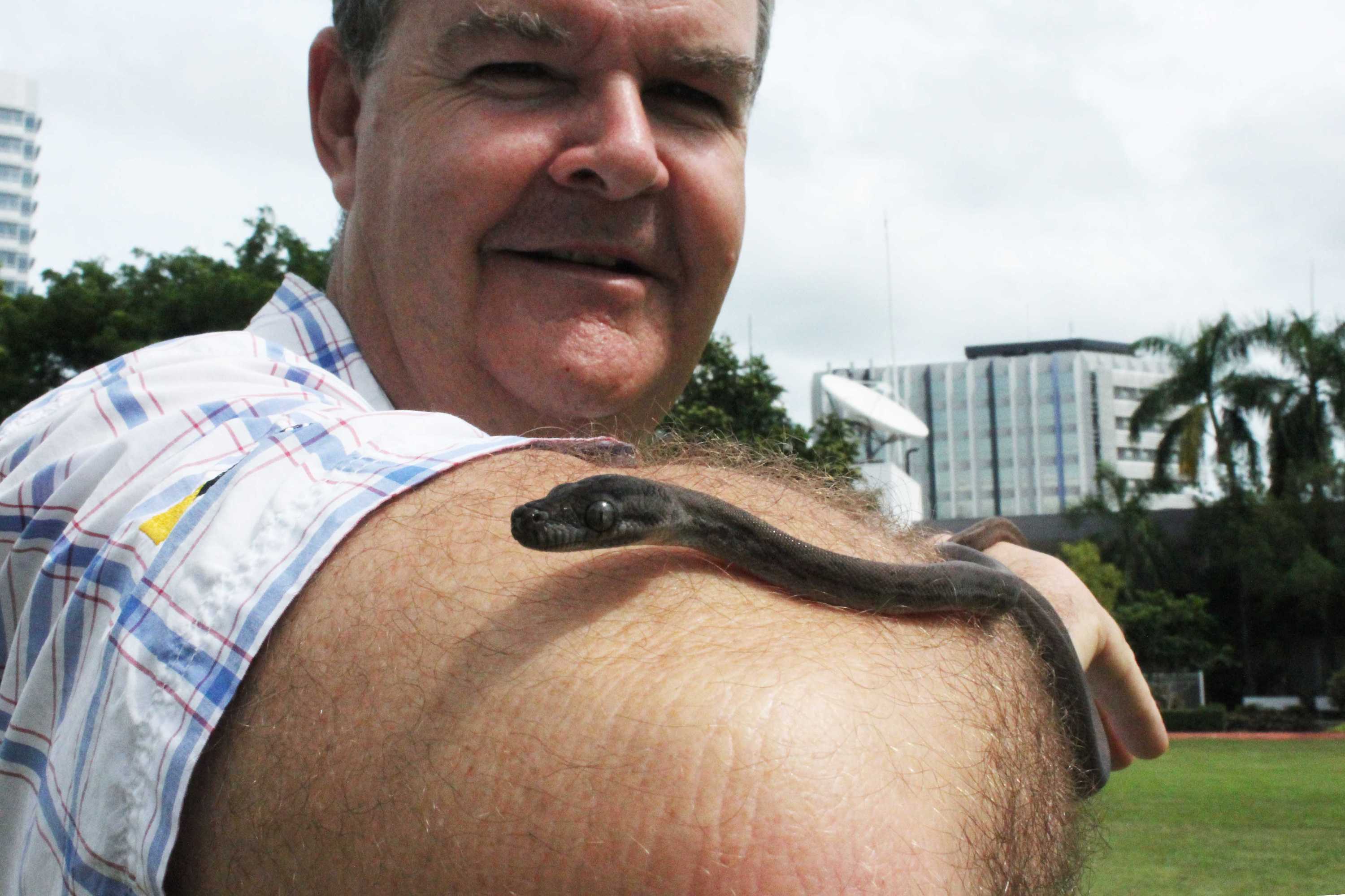 Darwin snake expert breeds 'rainbow serpent' python back from the brink of extinction - ABC News