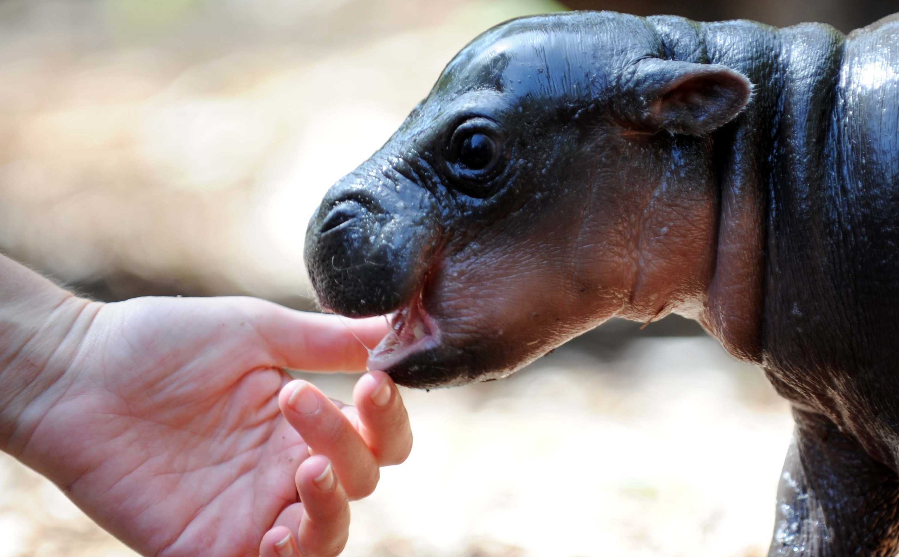 Taronga Zoo: Memorable moments from the past 100 years - ABC News