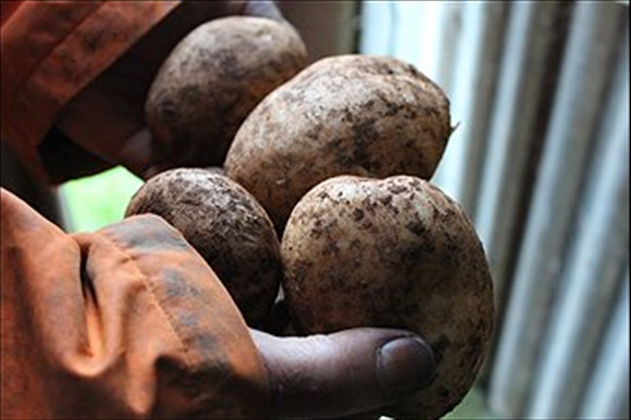 Potato growers in far north Qld struggling - ABC News