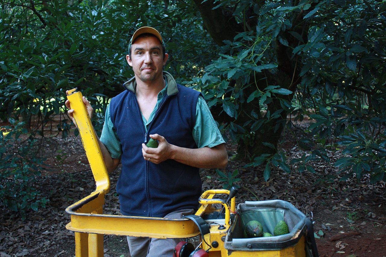 Avocado picking on Alstonville Plateau - ABC News