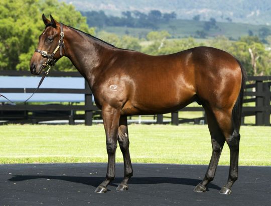 Spending spree continues at yearling sales - ABC News