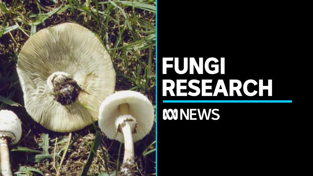 Ecologist discusses the fascinating world of fungi - ABC News