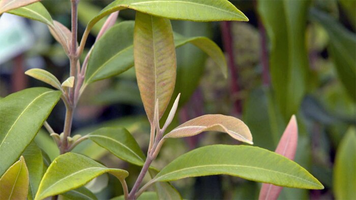 Lemon Myrtle - Gardening Australia
