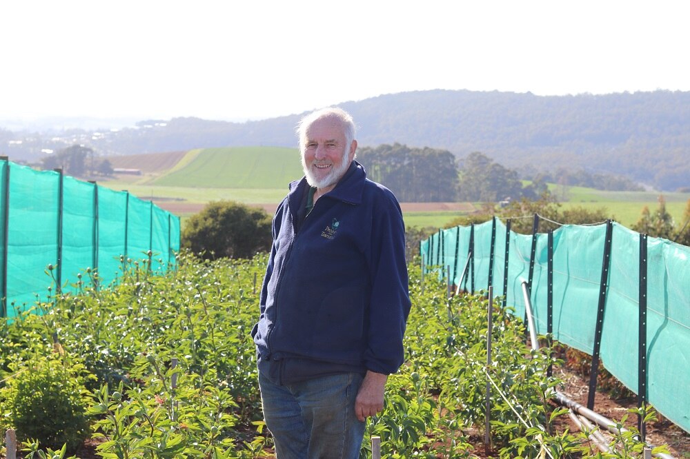 Peony producer reflects on three decades as Tasmania's leading flower ...