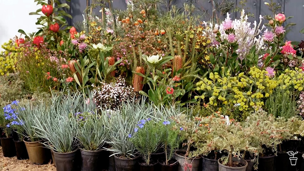 Native Splendour | Rare Native Plants - Gardening Australia