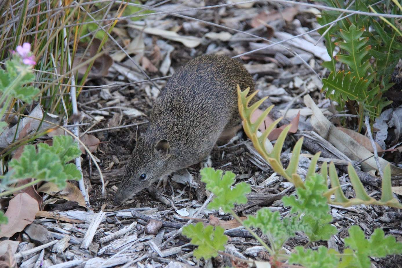Australian marsupial's rejuvenating poo helps native trees thrive - ABC ...